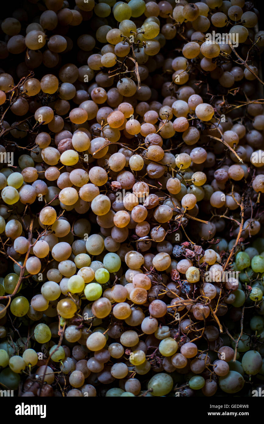 Grapes high hi-res stock photography and images - Alamy