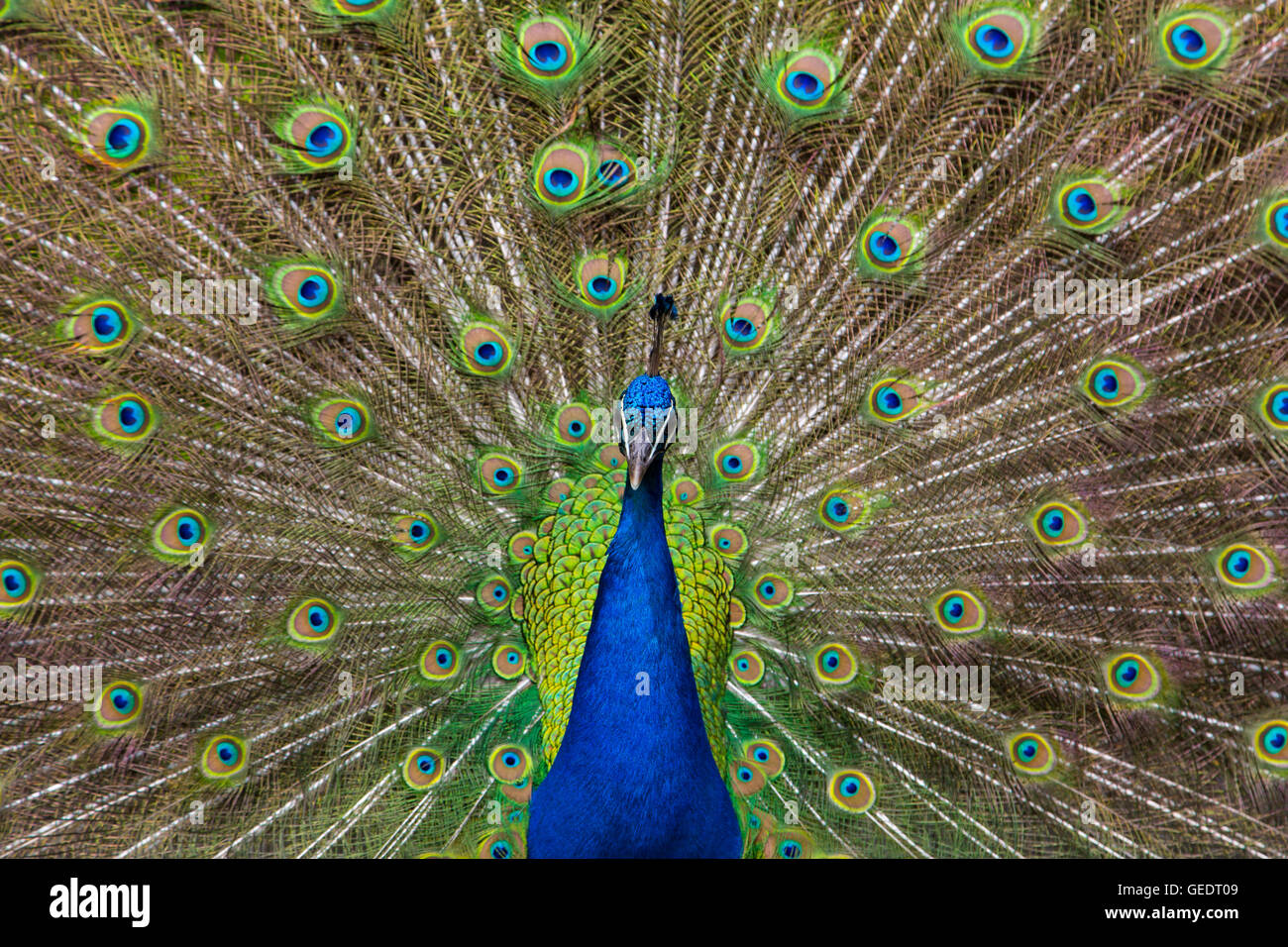 Colorful male peacock hi-res stock photography and images - Alamy