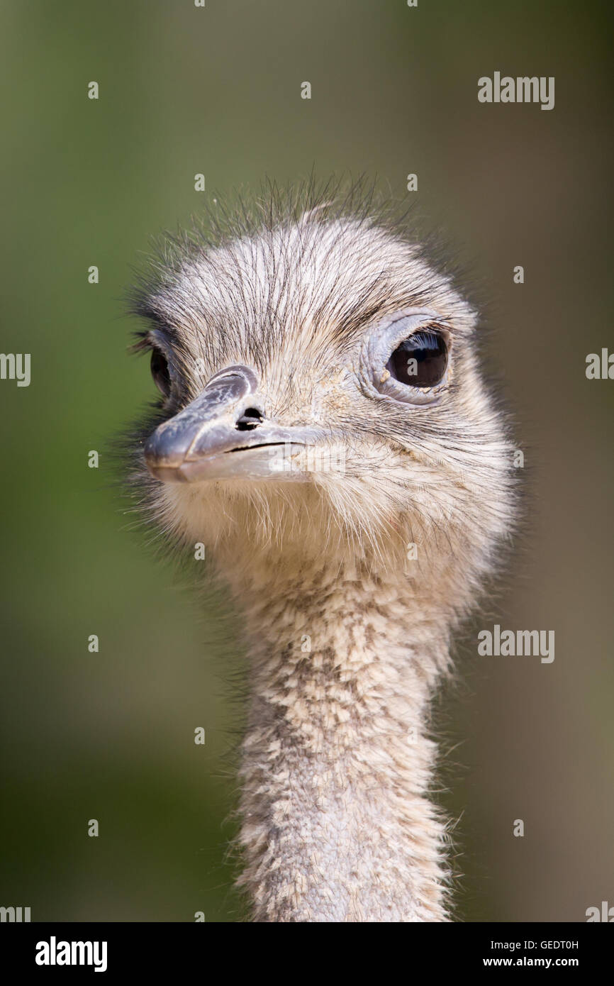 Front view of an ostrich Stock Photo - Alamy