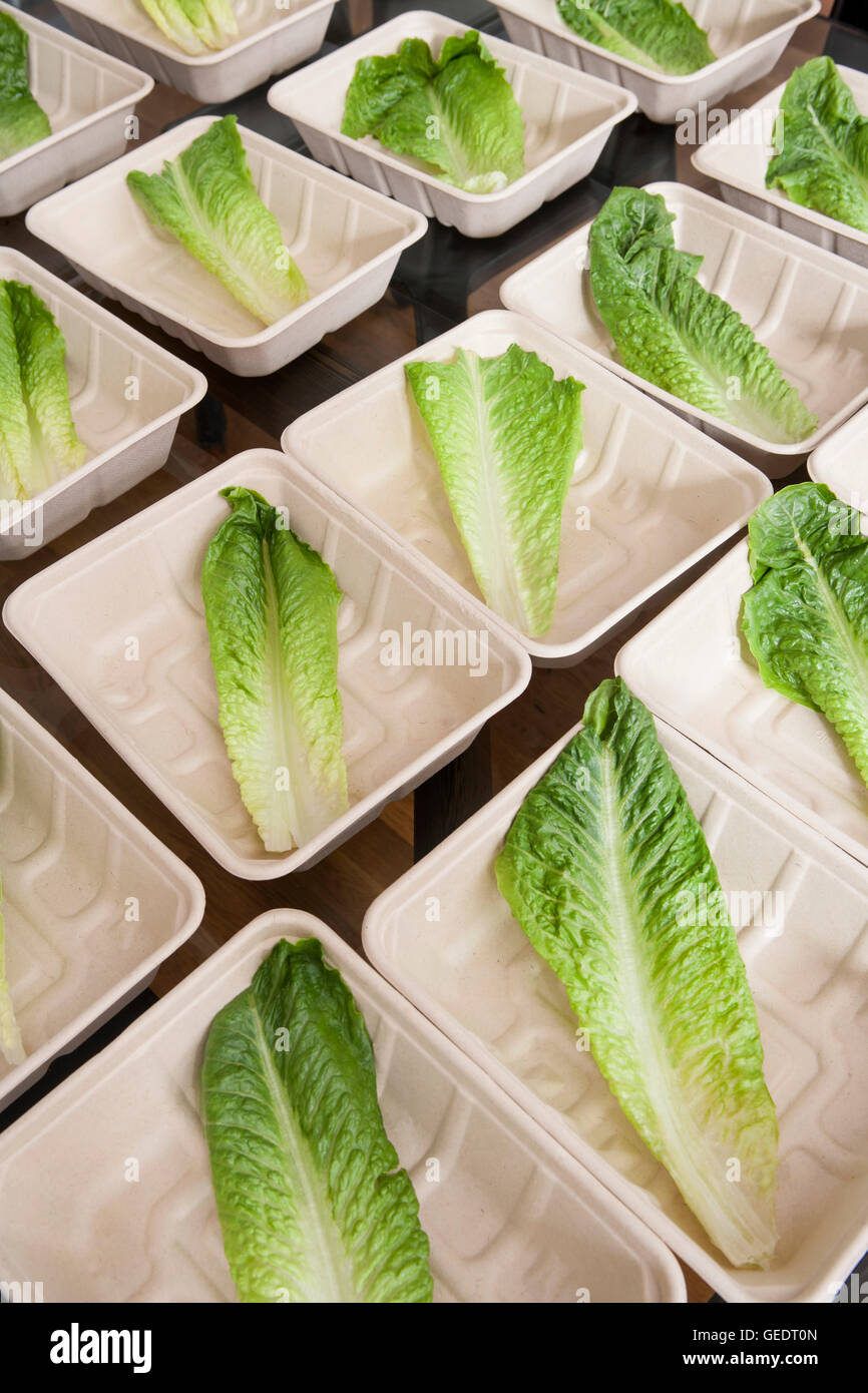 Trays of lettuce hi-res stock photography and images - Alamy