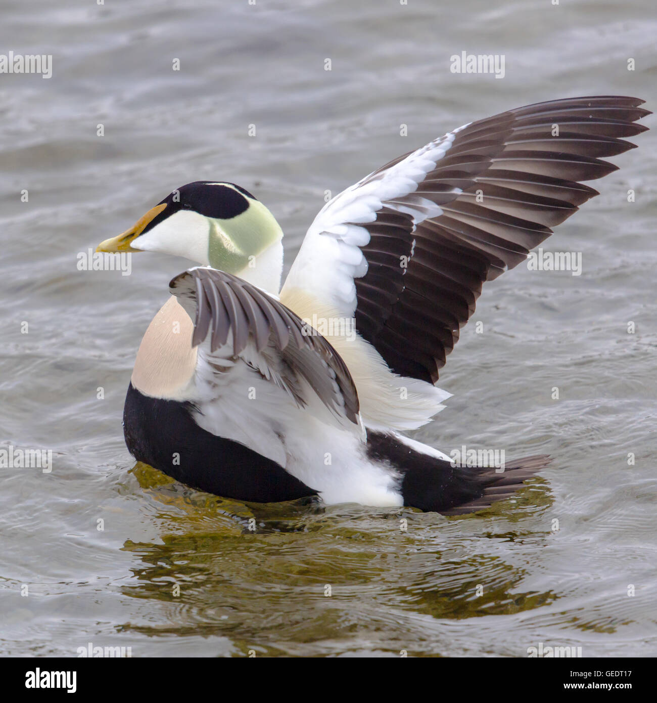 Portrait common eider duck hi-res stock photography and images - Alamy