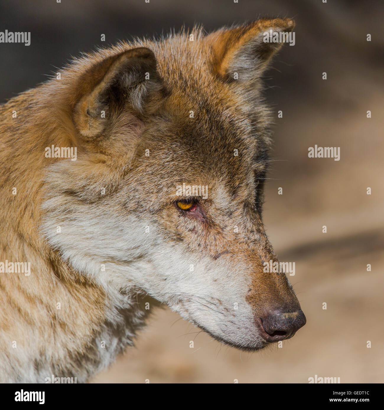 Sun face in profile hi-res stock photography and images - Alamy