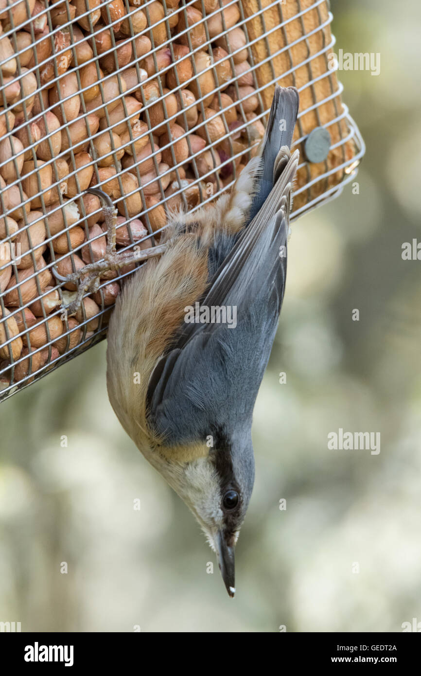 Rspb ken dee marshes reserve hi-res stock photography and images - Alamy