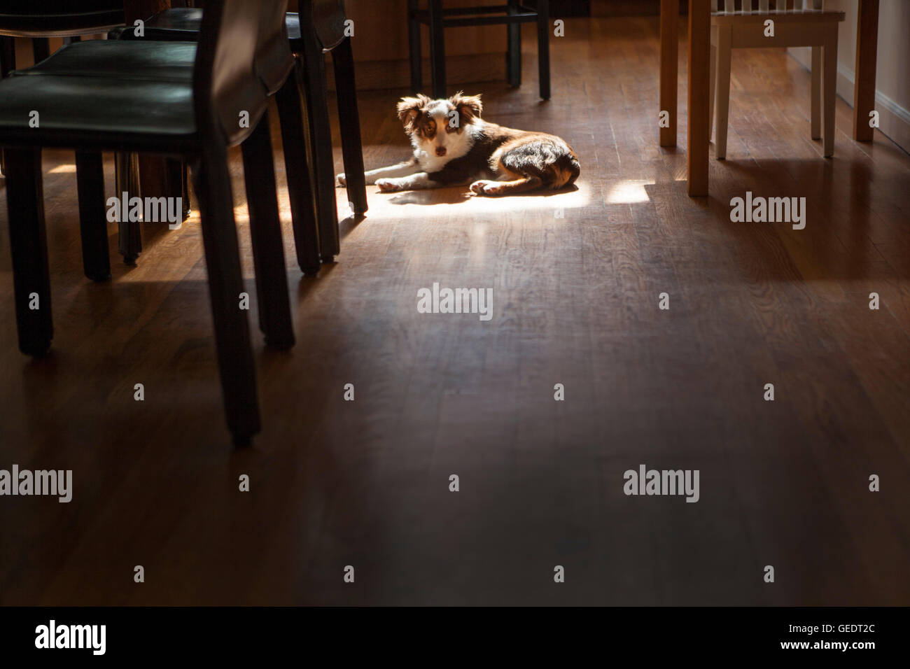 Cute puppy dog dining hi-res stock photography and images - Alamy