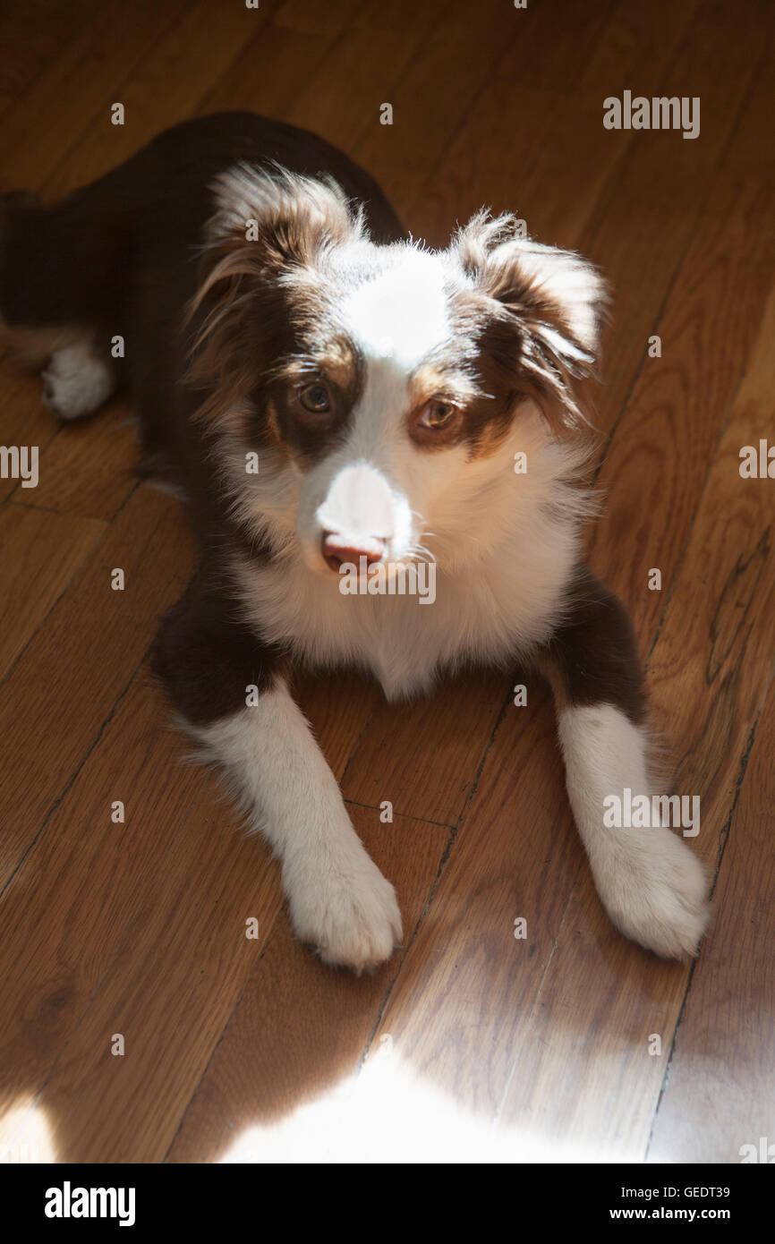 Portrait of Toy Australian Shepherd Stock Photo - Alamy