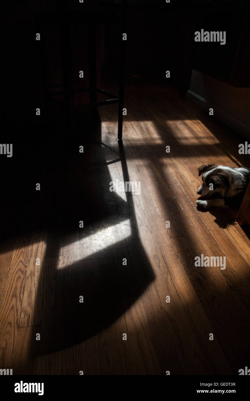 Australian shepherd sitting hi-res stock photography and images - Alamy