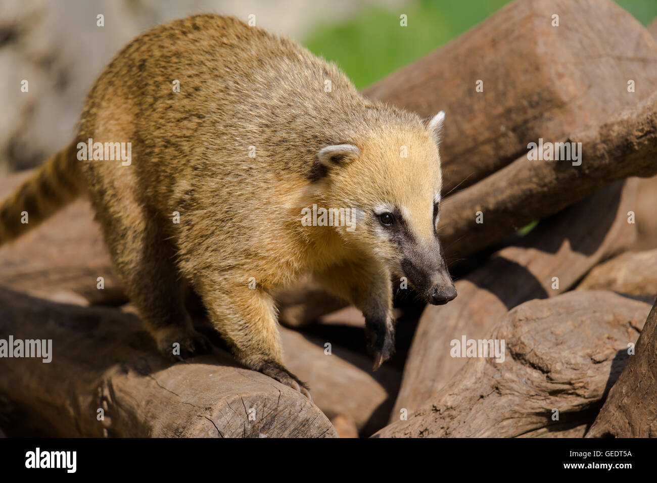 Portrait of ring-tailed coati (Nasua nasua Stock Photo - Alamy