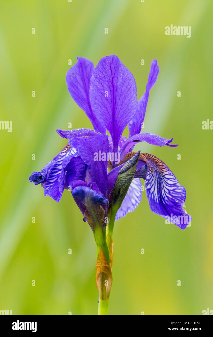 Iris bleeding hi-res stock photography and images - Alamy