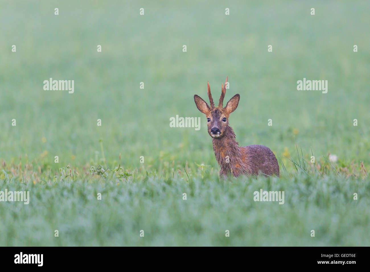 Young roebuck standing in meadow Stock Photo - Alamy