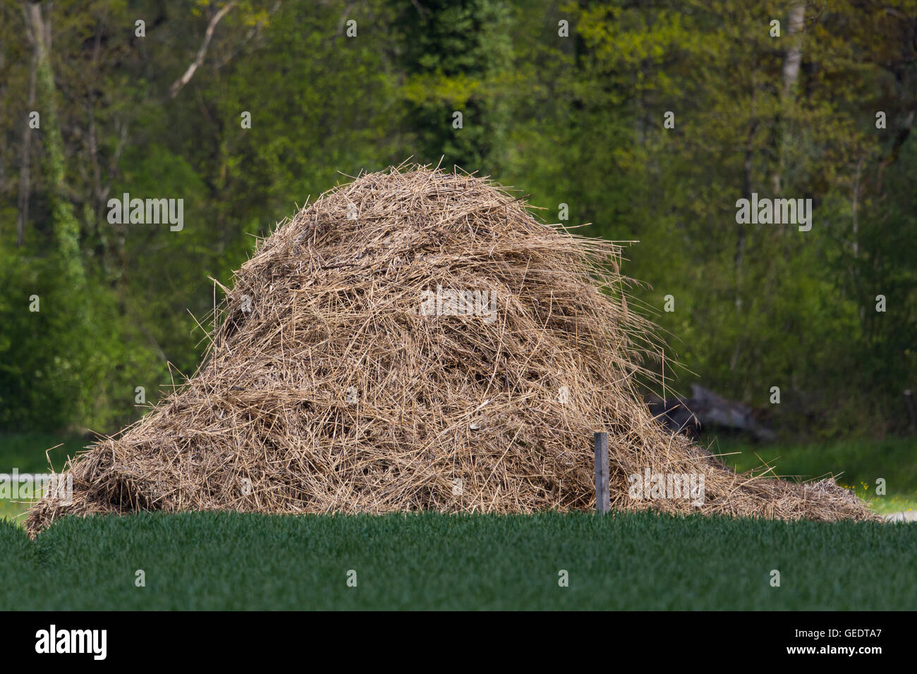look for a needle in a haystack Stock Photo - Alamy