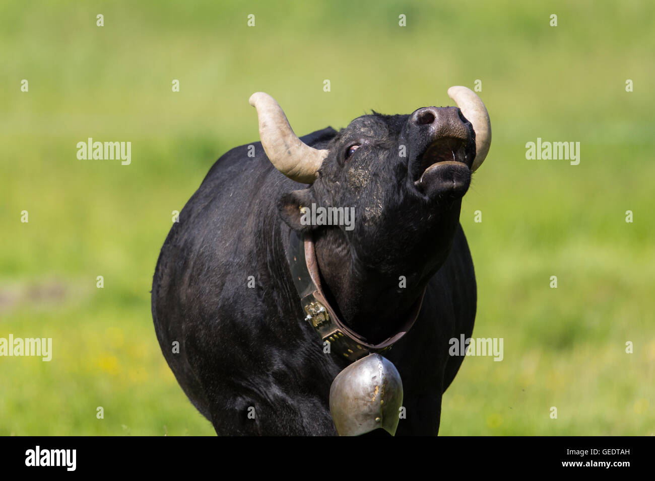Black cow with bell lowing Stock Photo - Alamy
