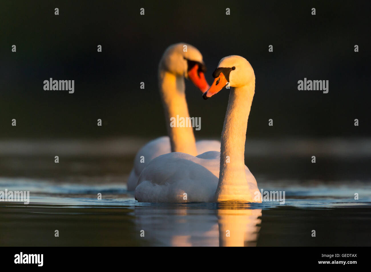 Water loving birds hi-res stock photography and images - Alamy