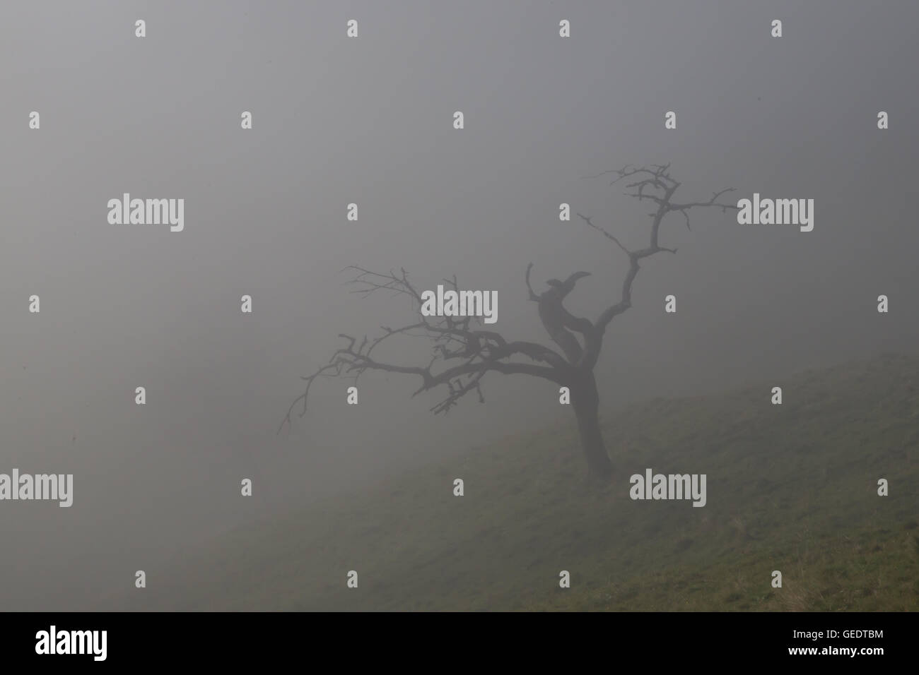 Grey fog single tree hi-res stock photography and images - Alamy