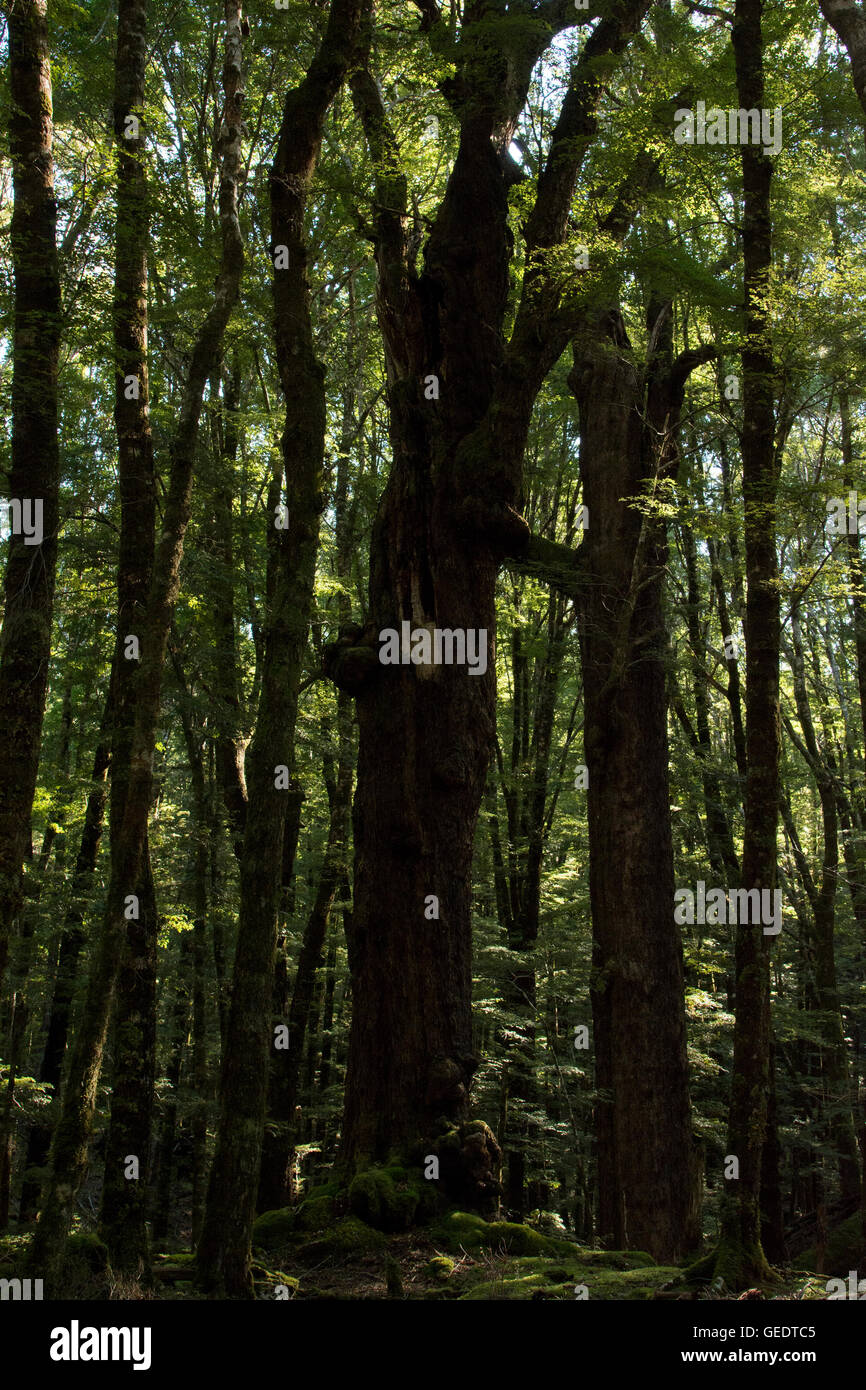 New zealands beech hi-res stock photography and images - Alamy