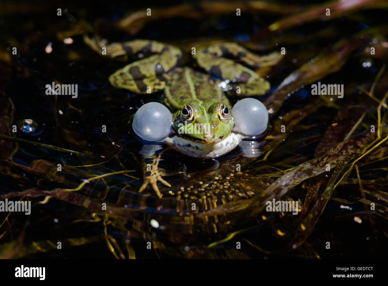 Front view of green frog with balloons while croaking Stock Photo - Alamy