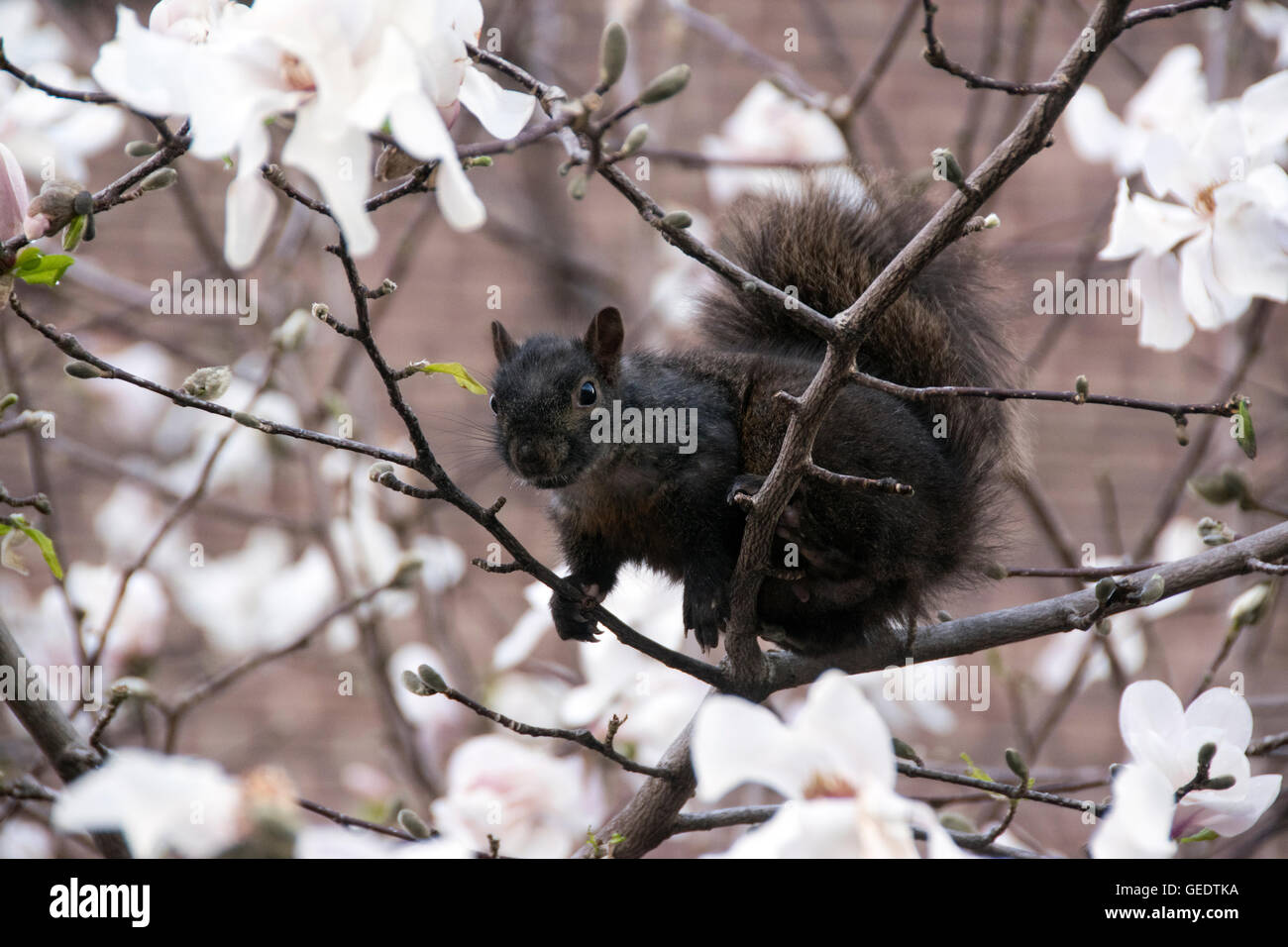 Black Squirrel in a tree full of Spring Magnolia flowers Stock Photo ...