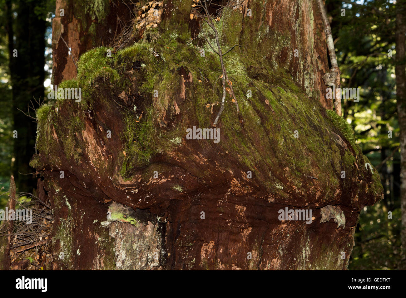 Abnormal Tree Growth Stock Photos & Abnormal Tree Growth Stock Images ...