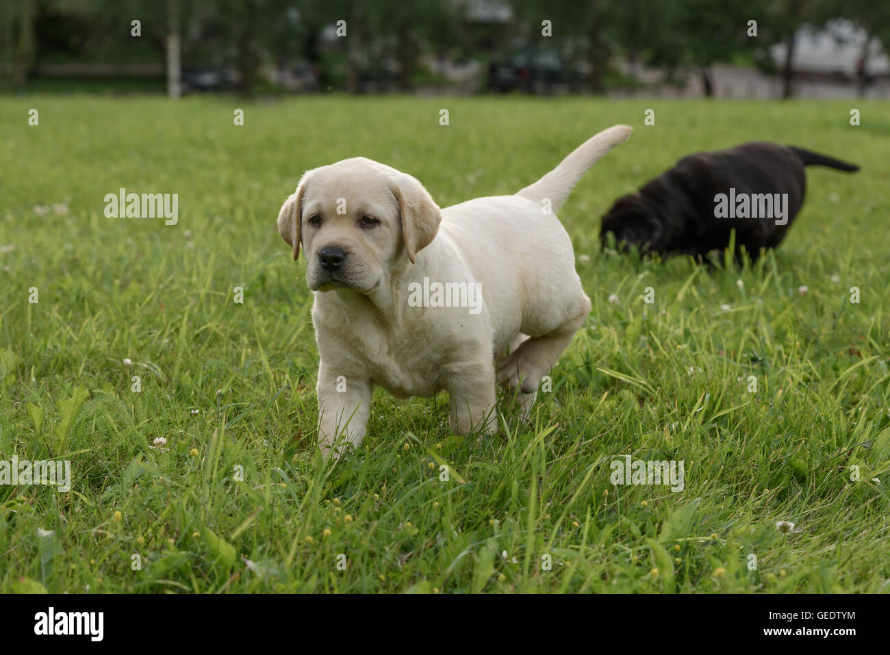 cute yellow Labrador puppy running on the green field Stock Photo - Alamy