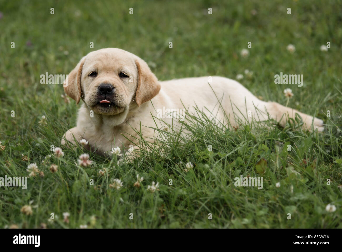 cute yellow Labrador Retriever puppy stuck out her tongue isolated on a ...