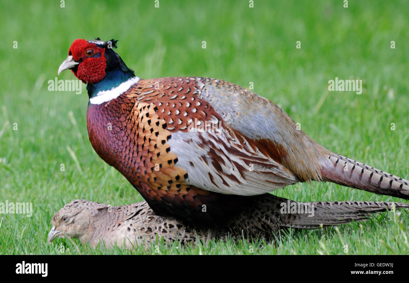Mating Pheasants (Phasianus colchicus). Bedgebury Forest, Hawkhurst ...