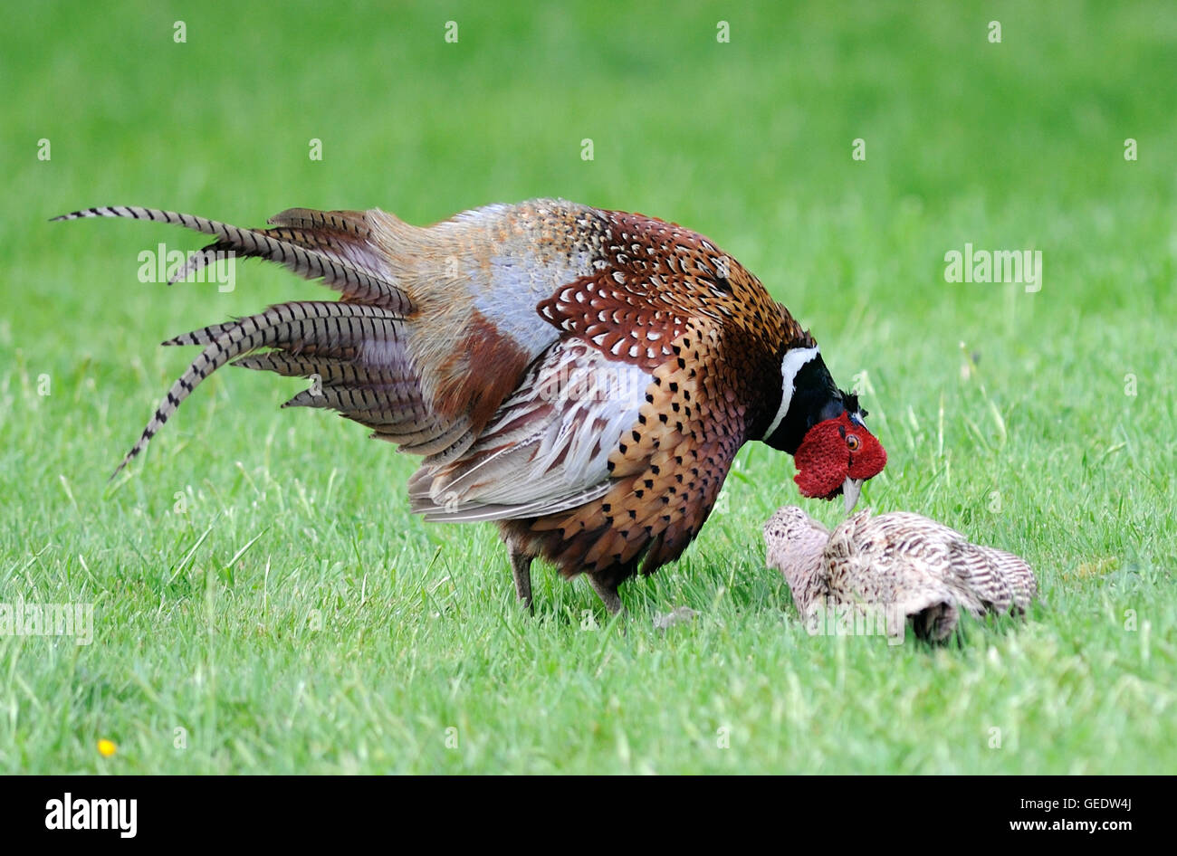 Mating Pheasants (Phasianus colchicus). Bedgebury Forest, Hawkhurst ...