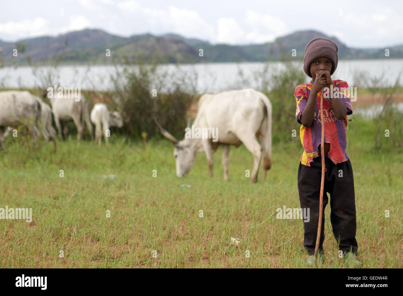 Cattle herdsman hi-res stock photography and images - Alamy