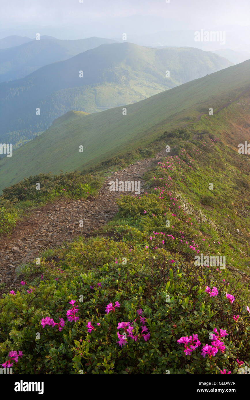 Mountain path flowers sunrise hi-res stock photography and images - Alamy