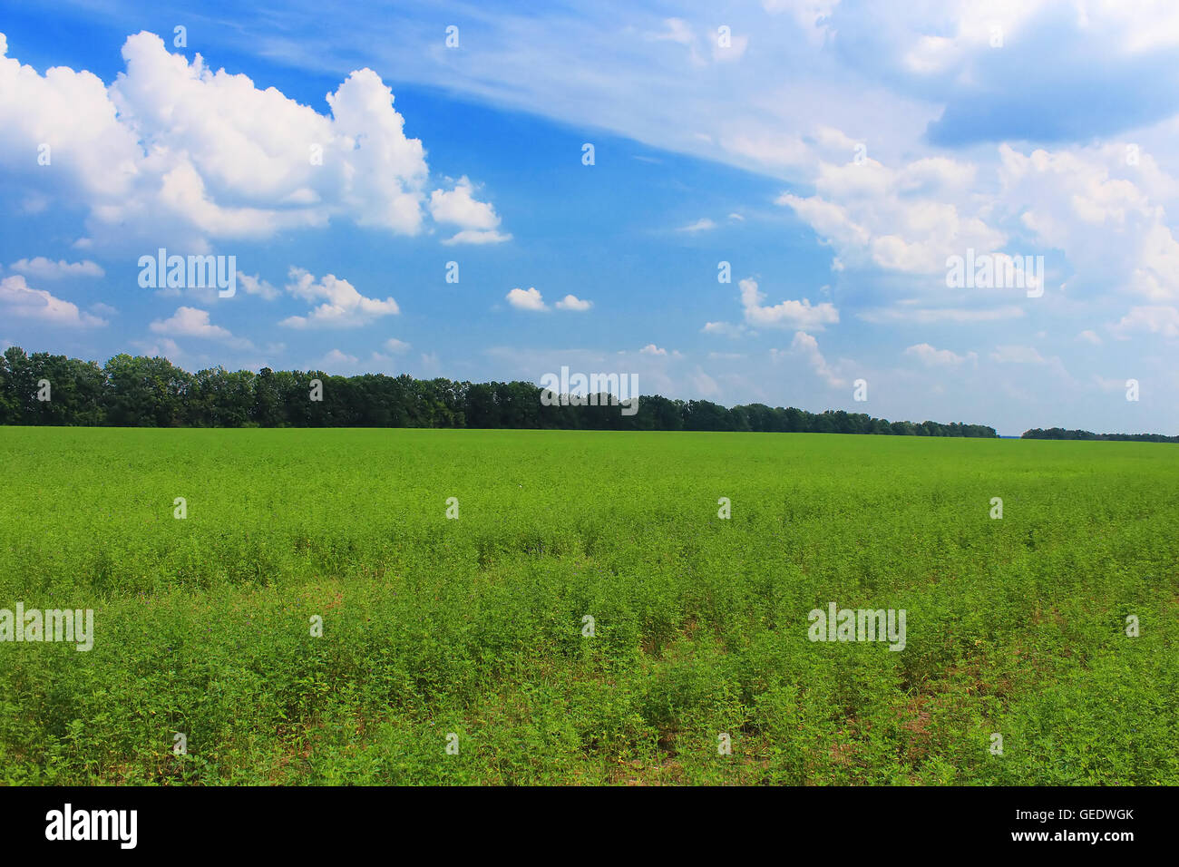 View of green lucerne field under blue sky Stock Photo - Alamy