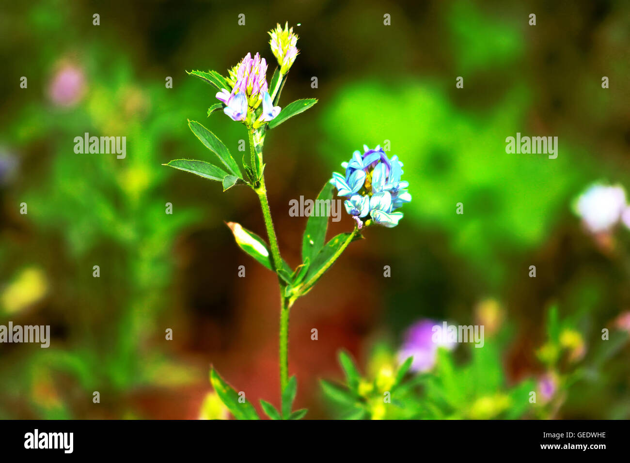 Alfalfa, Medicago sativa, also called lucerne, is a perennial flowering ...