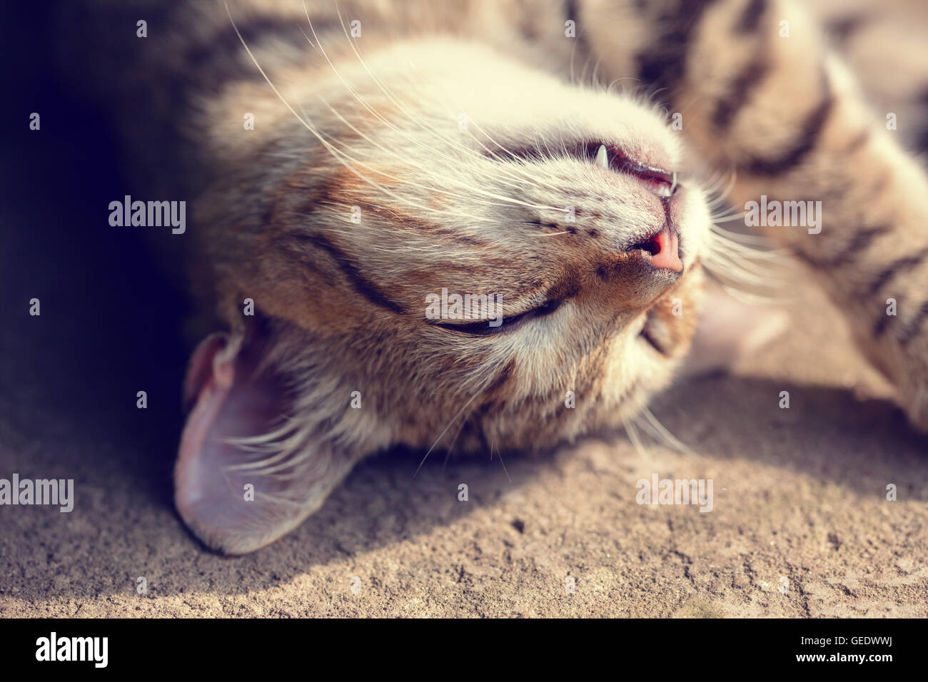 Back sleeping cat hi-res stock photography and images - Alamy