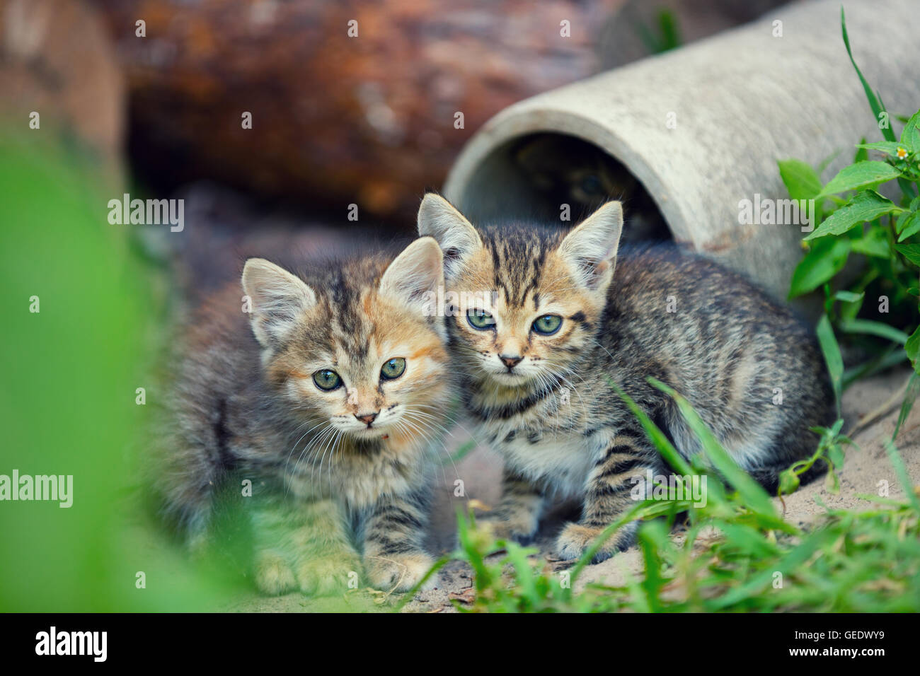 Scared two hi-res stock photography and images - Alamy