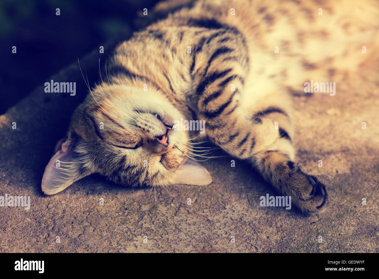 Back sleeping cat hi-res stock photography and images - Alamy