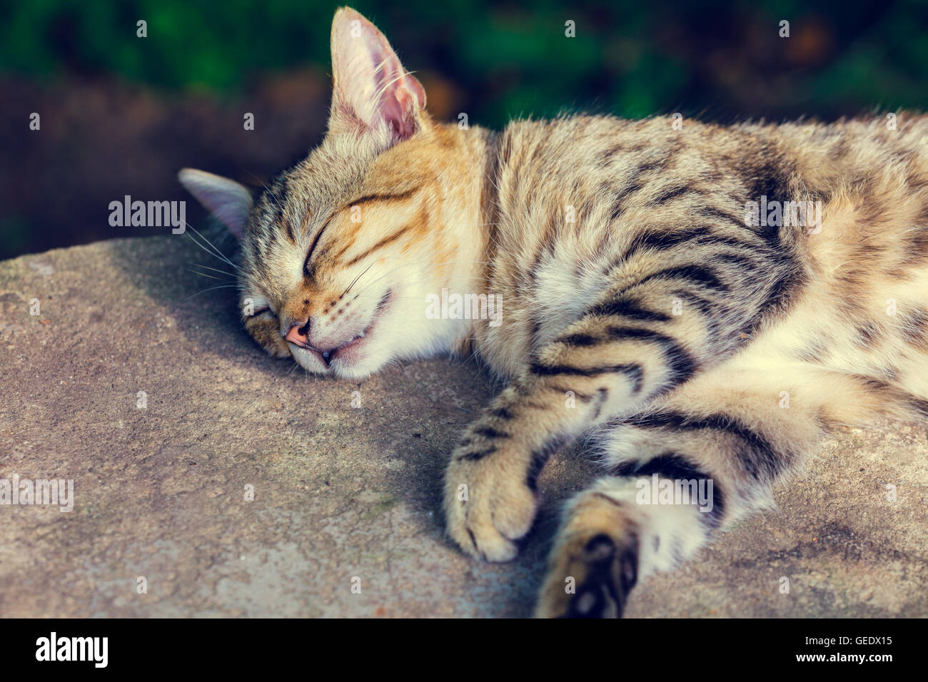 Portrait of a happy sleeping cat Stock Photo - Alamy