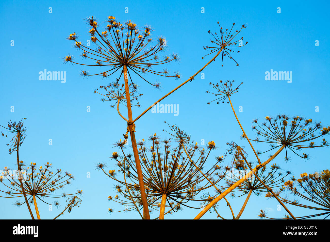 Dry dill plant against blue sky Stock Photo - Alamy