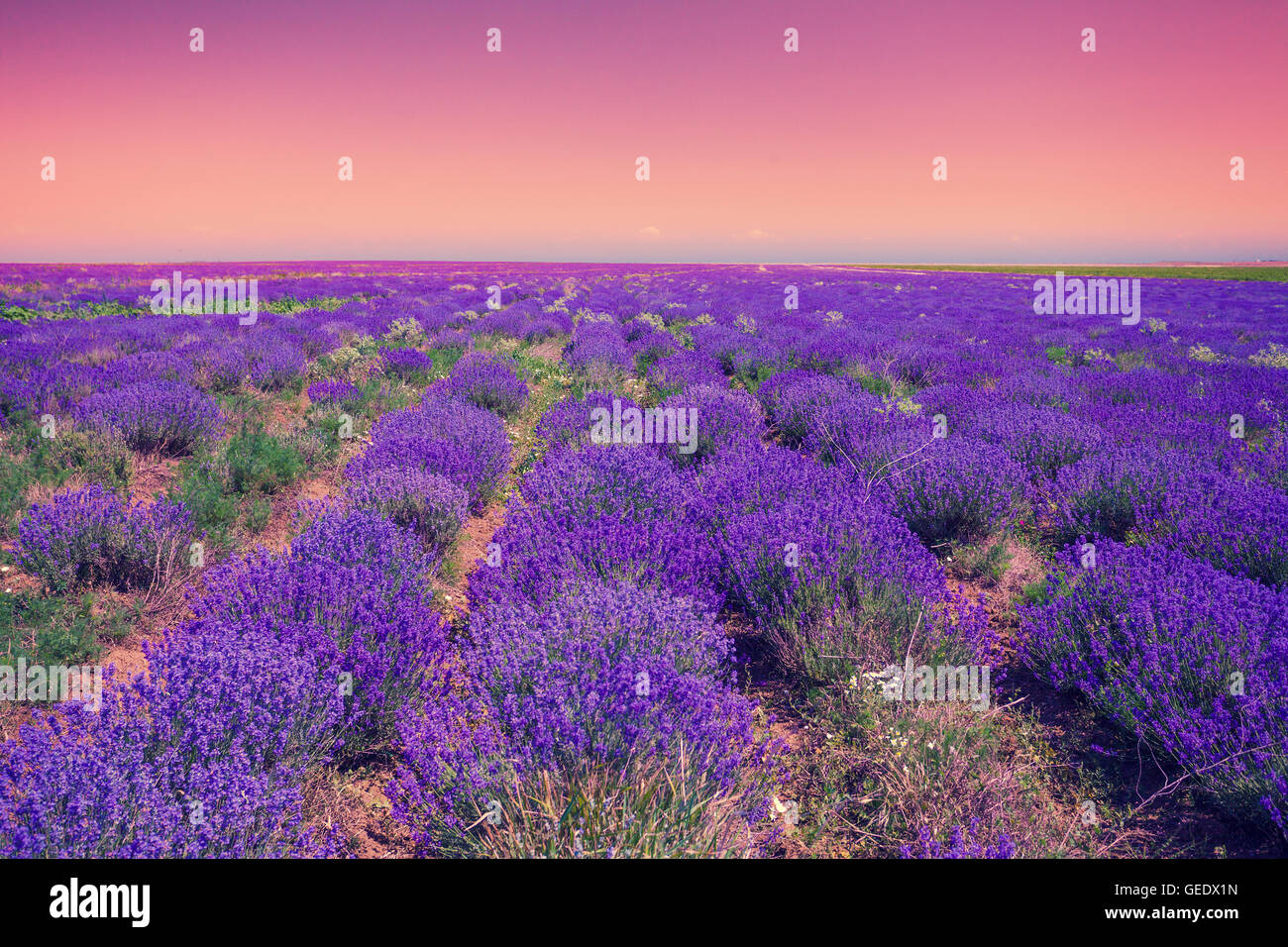 Lavender field pink sky hi-res stock photography and images - Alamy