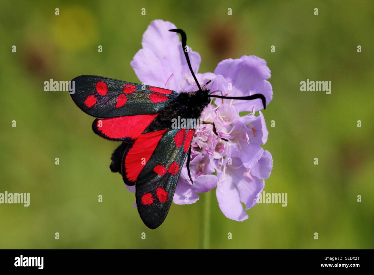 Six-spot Burnet Moth Stock Photo - Alamy