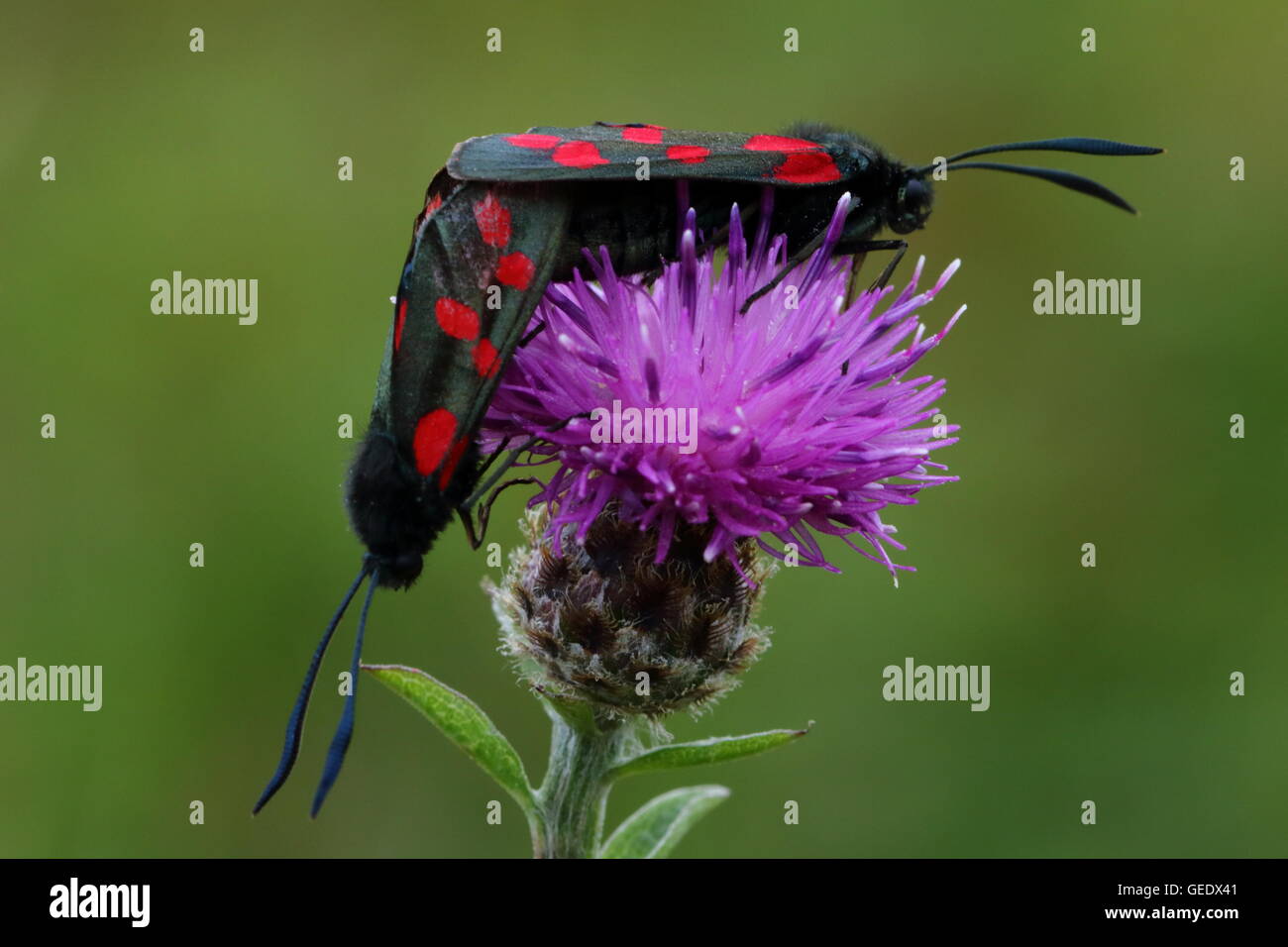 Mating Six-spot Burnet Moths Stock Photo - Alamy