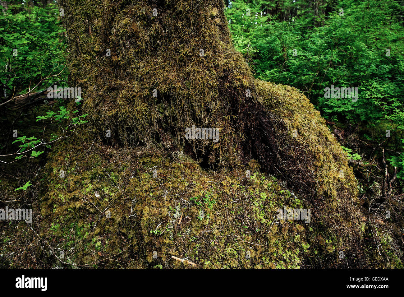 Rainforest tree trunk covered with moss, Alaska, USA Stock Photo - Alamy