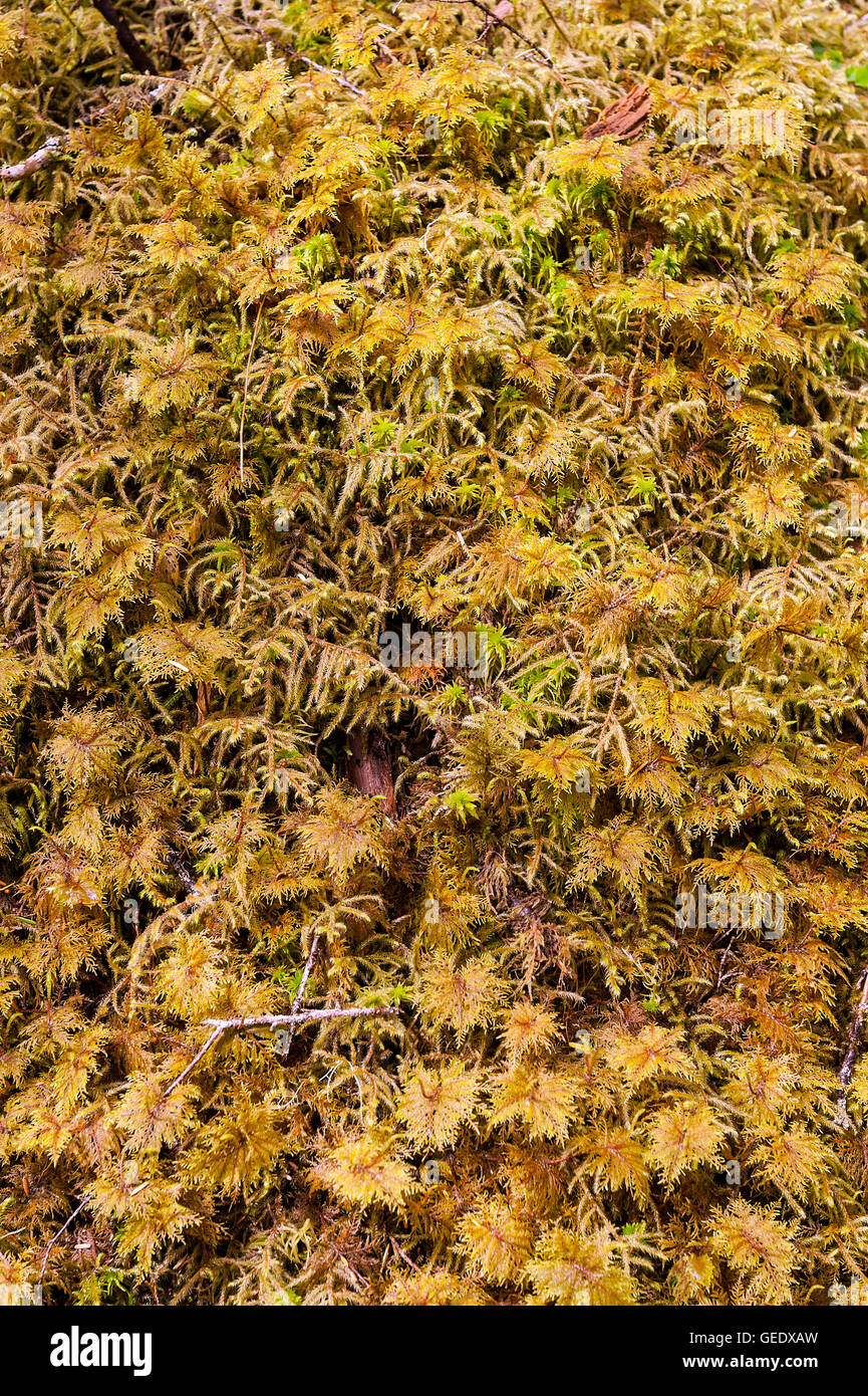 Marsh hair moss hi-res stock photography and images - Alamy