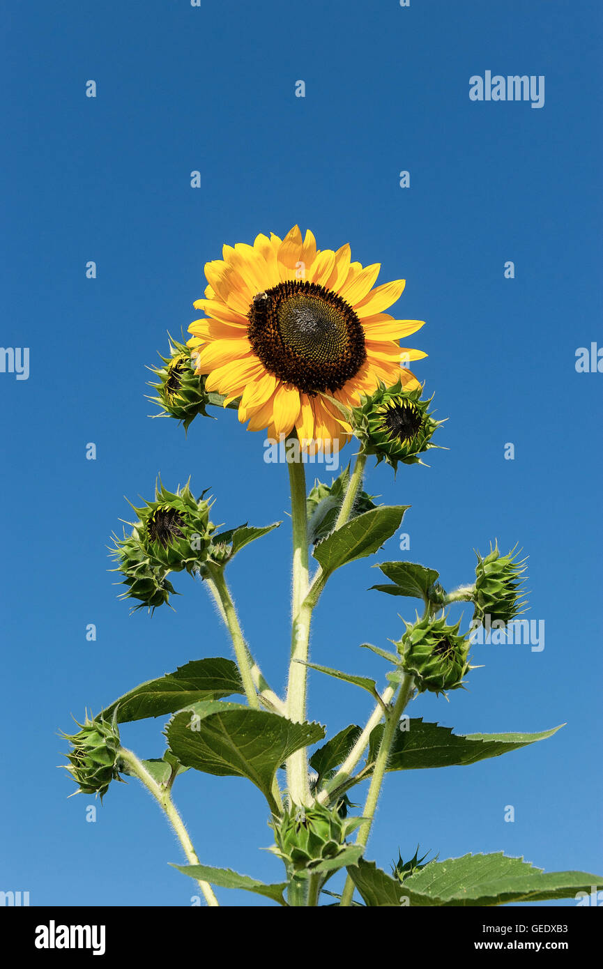 Outstanding flower hi-res stock photography and images - Alamy