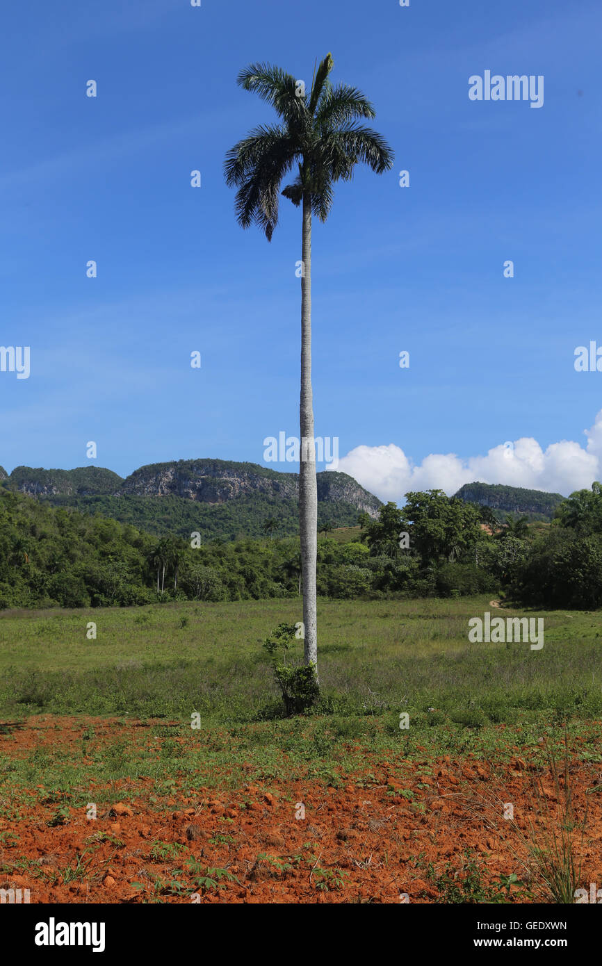 Royal palm tree hi-res stock photography and images - Alamy