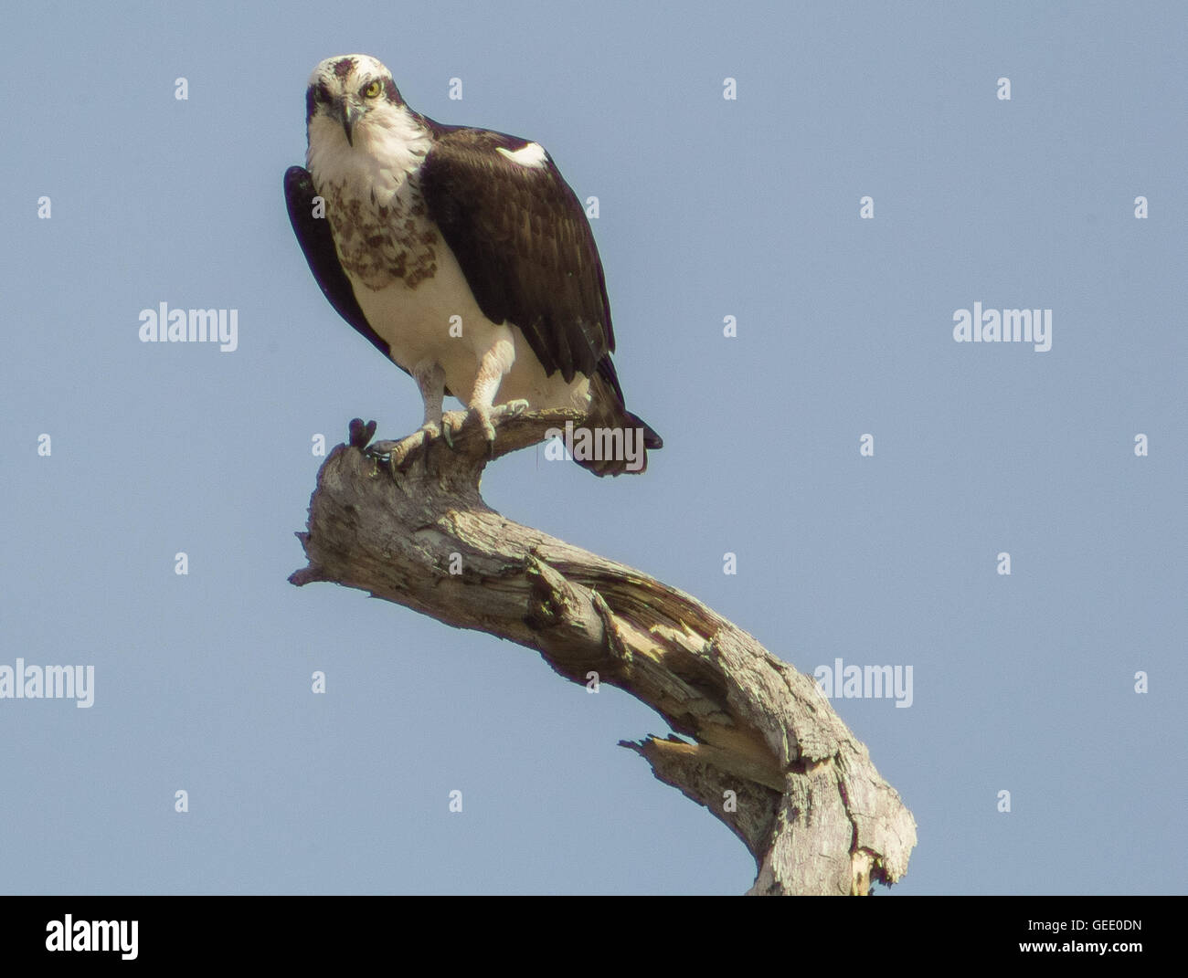 Disdain hi-res stock photography and images - Alamy