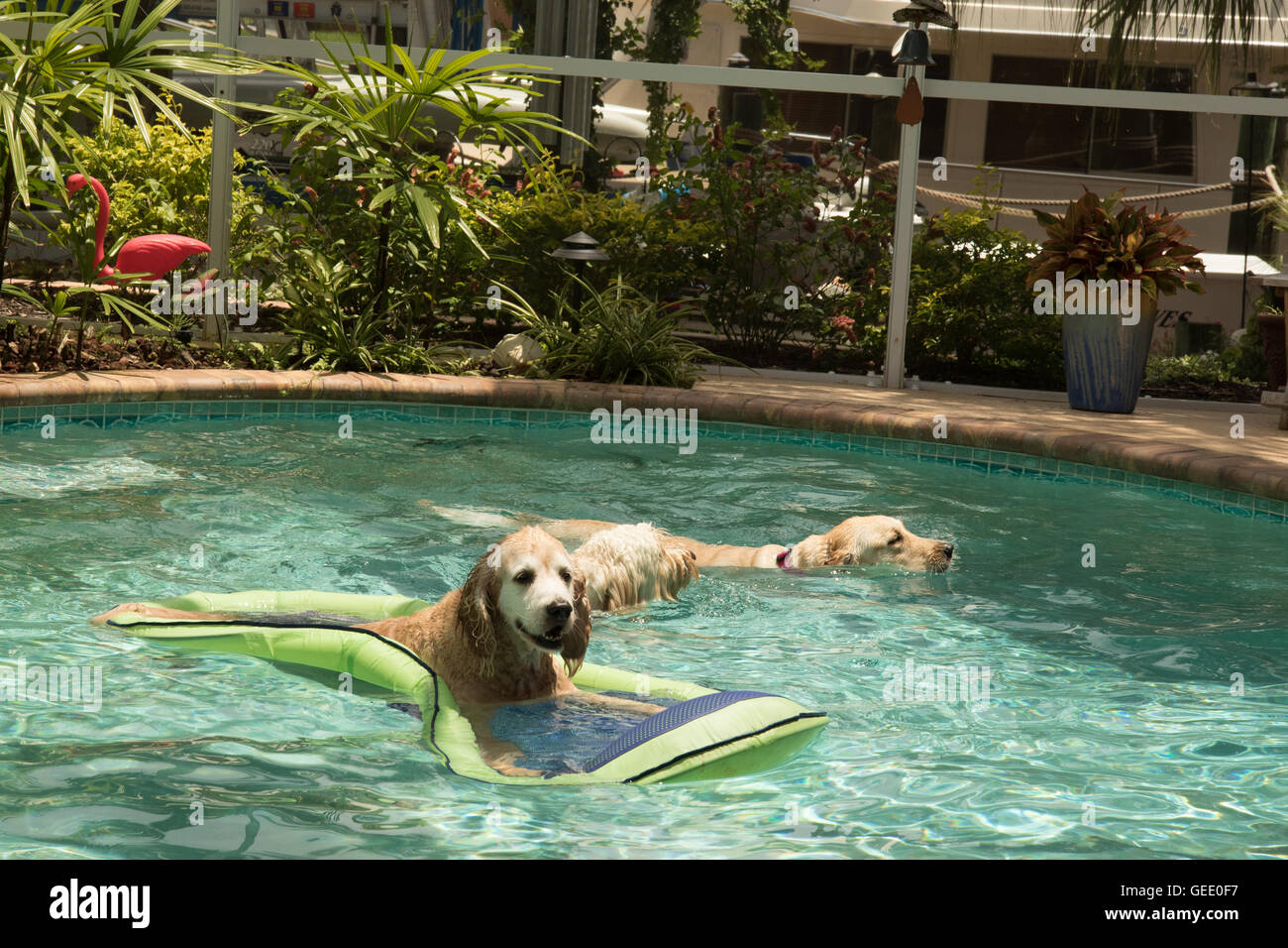 Puppy Pool Play Stock Photo - Alamy