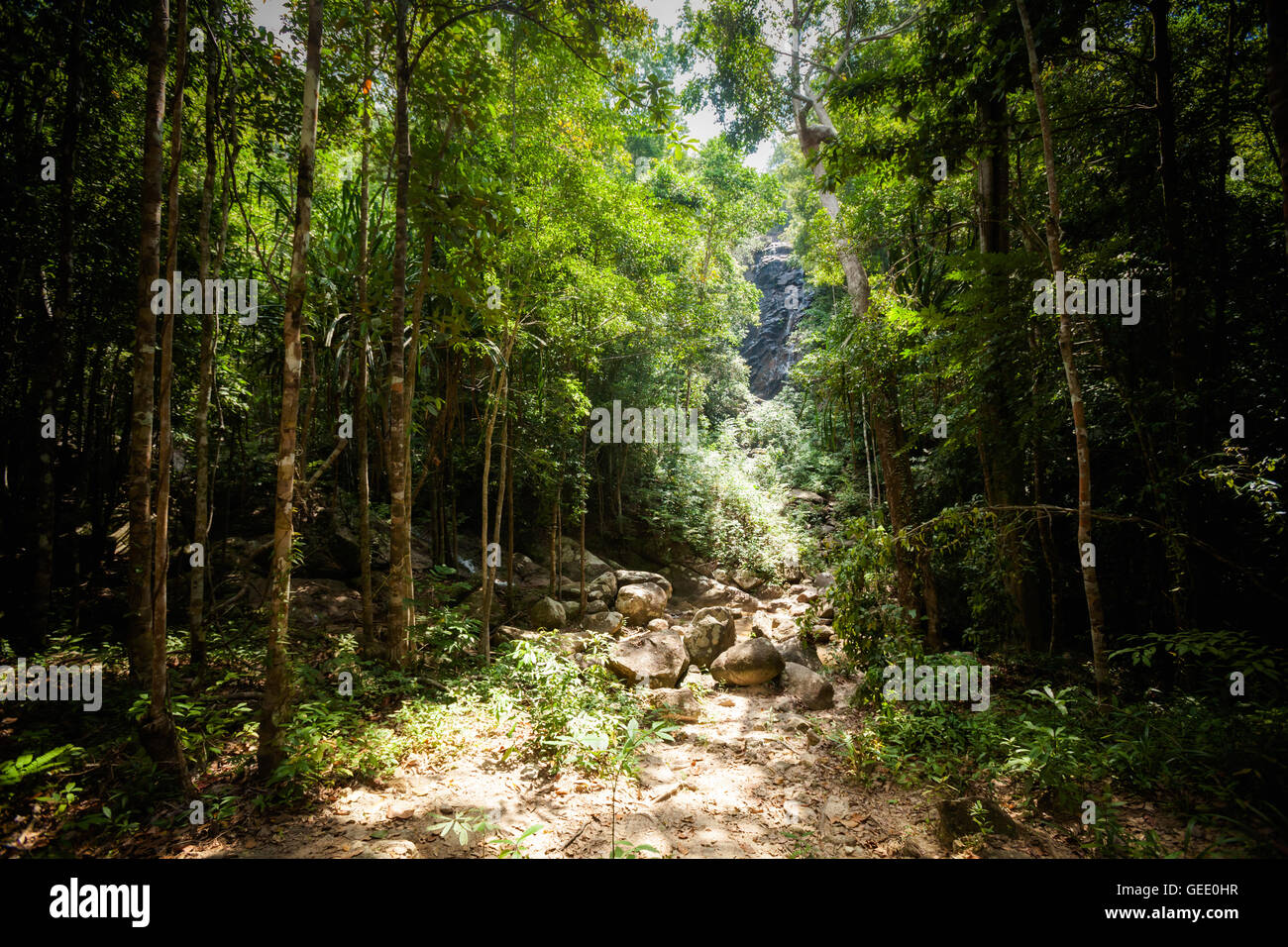 Jungle trekking on tropical island Koh Phangan in Thailand. Phaeng ...