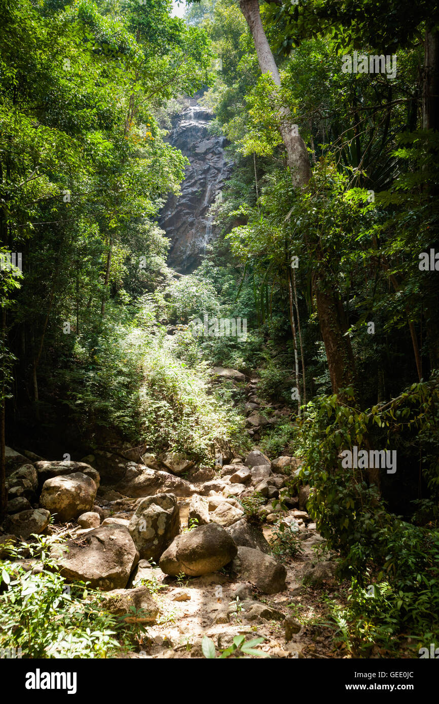 Jungle trekking on tropical island Koh Phangan in Thailand. Phaeng ...