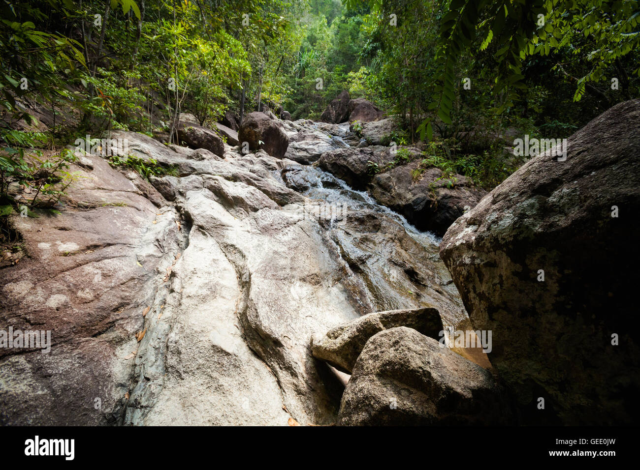 Jungle trekking on tropical island Koh Phangan in Thailand. Phaeng ...