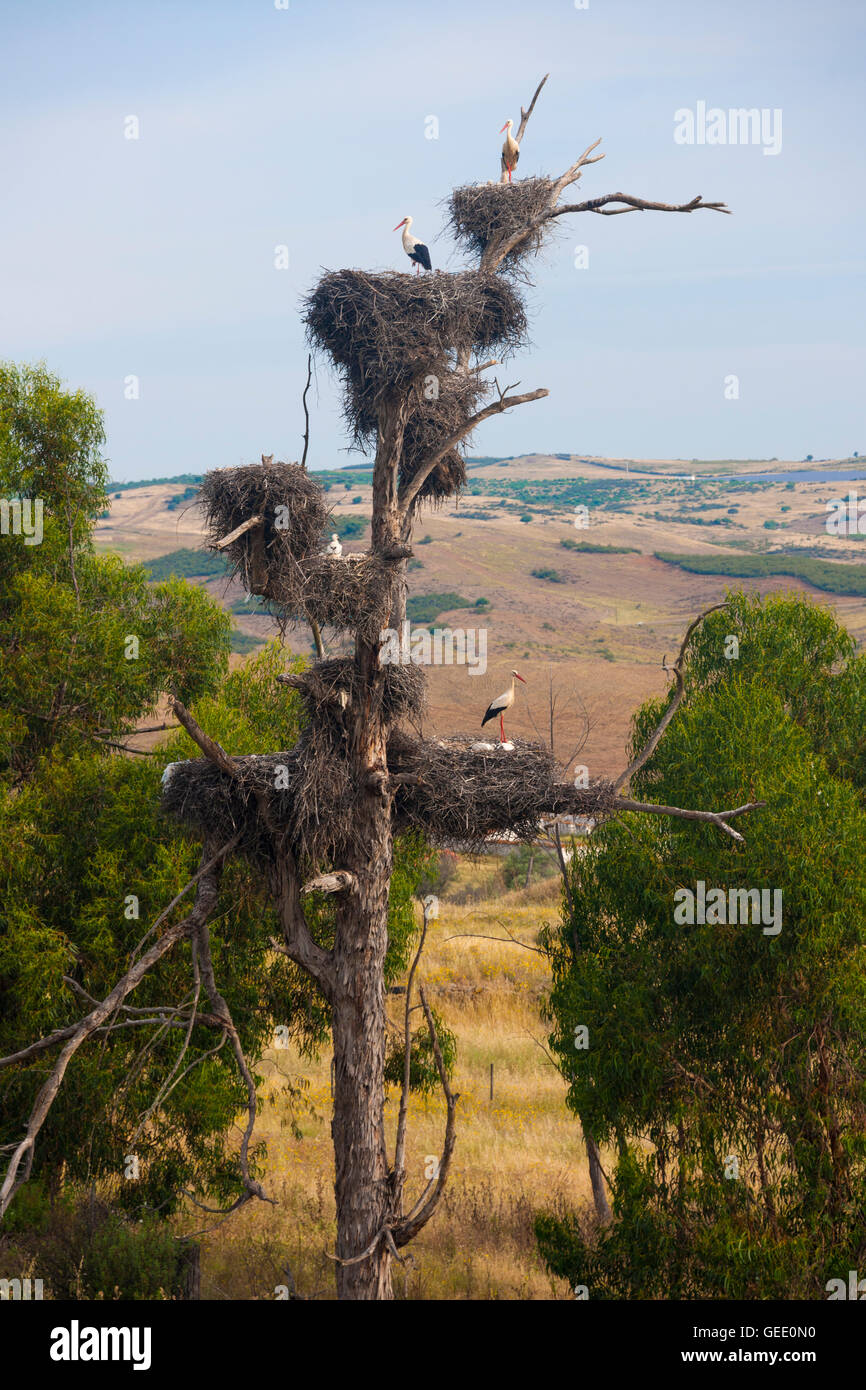 Alcaria longa hi-res stock photography and images - Alamy