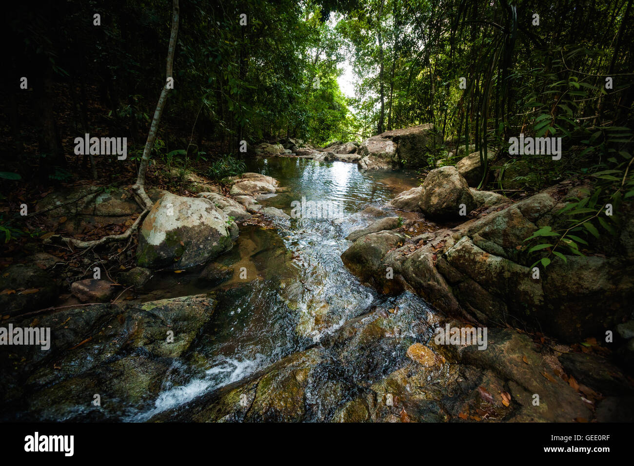 Jungle trekking on tropical island Koh Phangan in Thailand. Phaeng ...