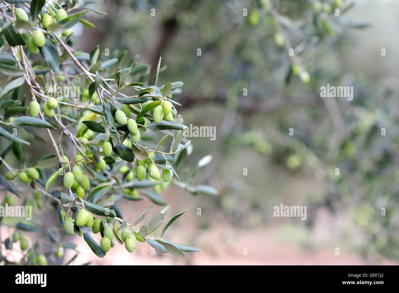 The olive tree hi-res stock photography and images - Alamy