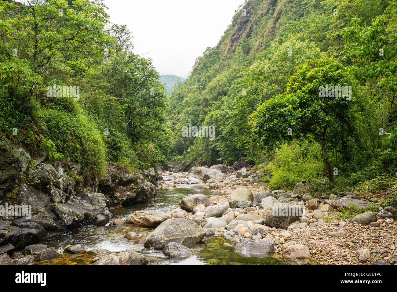 Dense jungle hi-res stock photography and images - Alamy